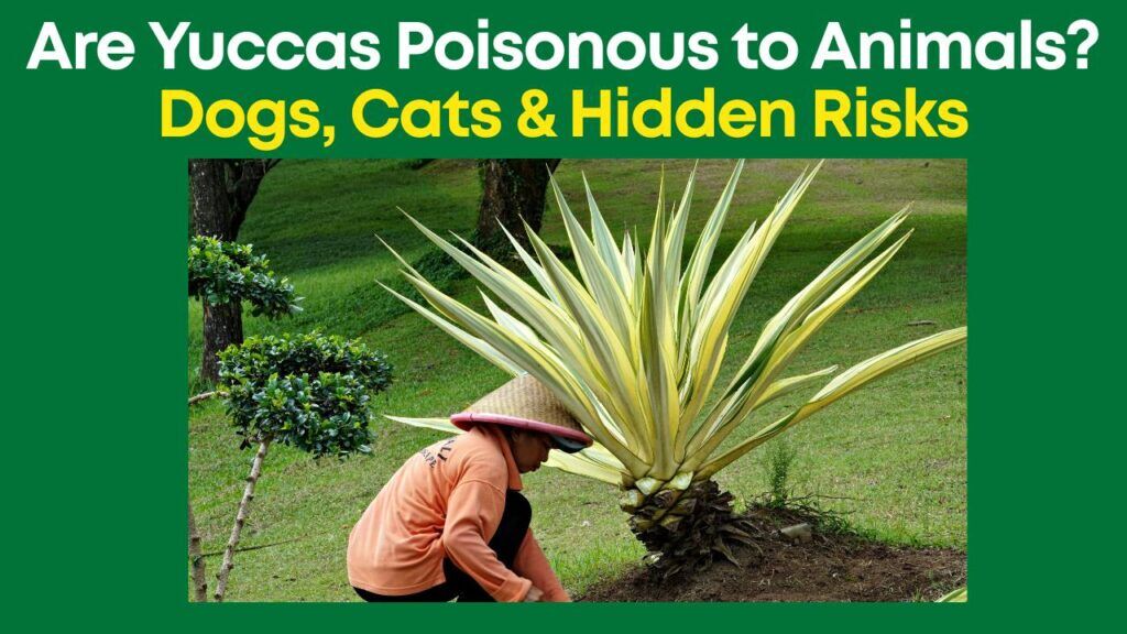 How to Kill Yucca Plants: What Really Kills Yucca? [Guide]