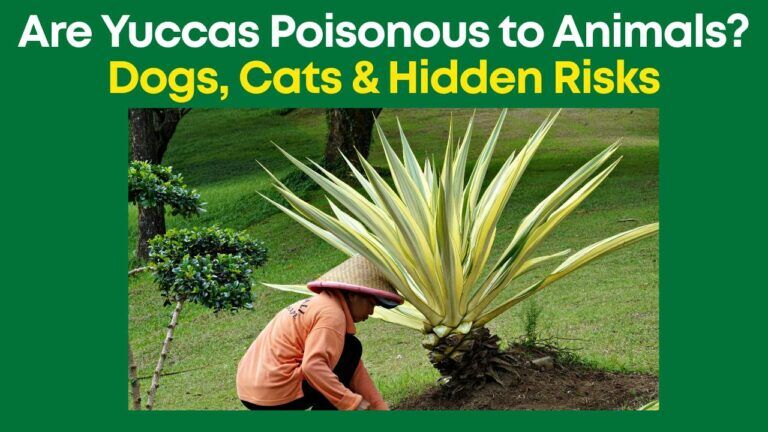 How to Kill Yucca Plants: What Really Kills Yucca? [Guide]
